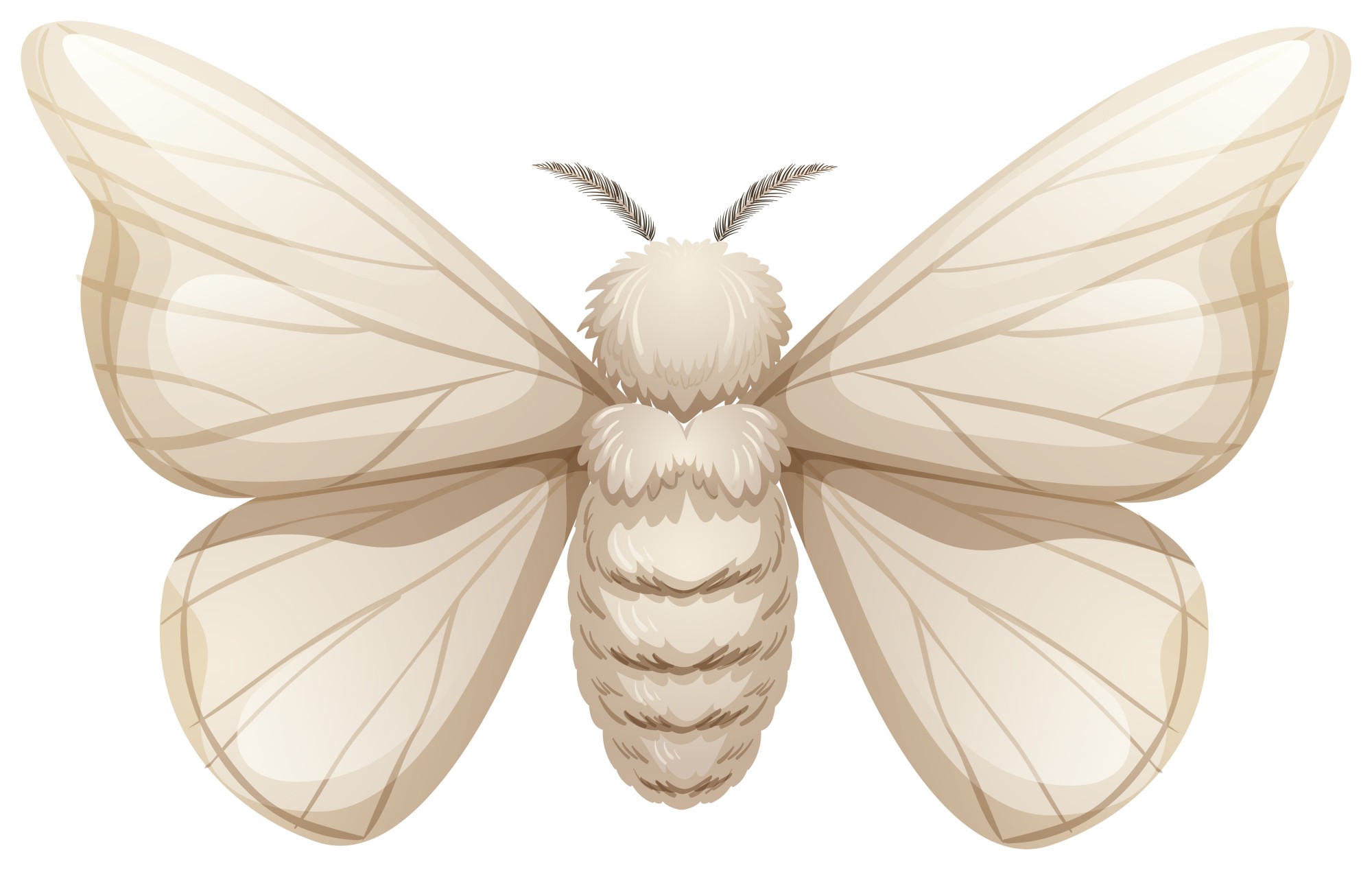 The spiritual meaning of White Moths!